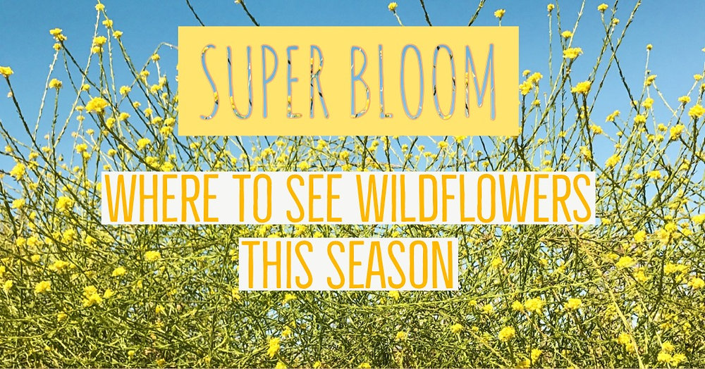 Wildflowers: 5 Places To See The Super Bloom This Season