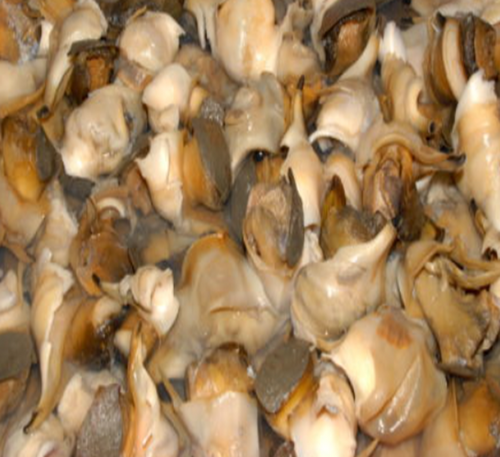 Frozen Conch Meat 44 lbs | Hare Trading Co.