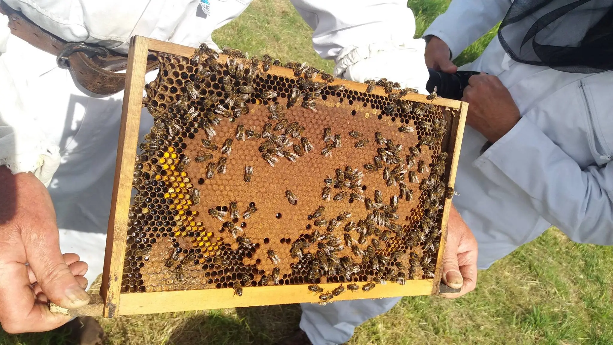 Our local black bees | Natural Little Bee