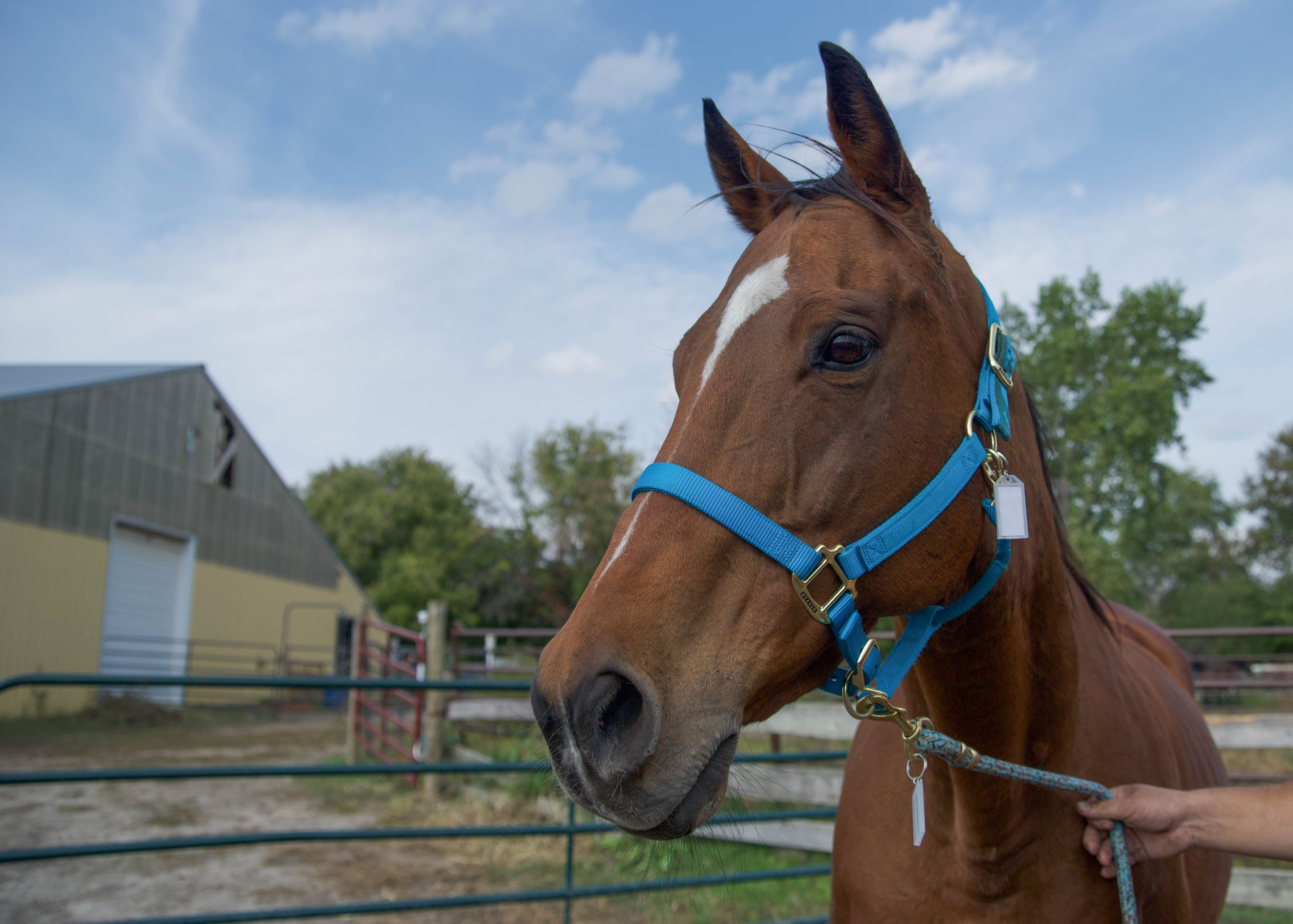 Dane | Racehorsereimagined