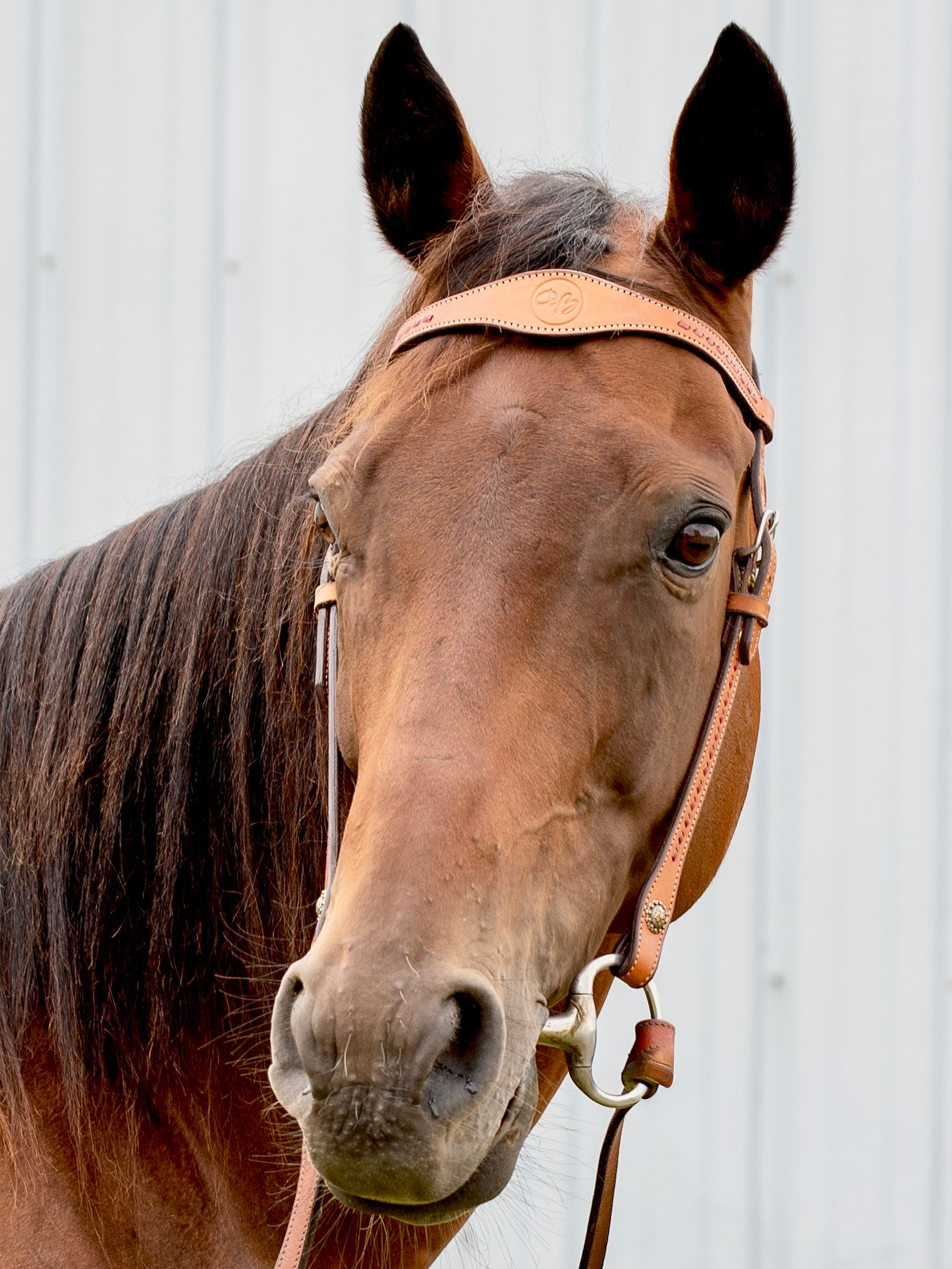 Atty | This Old Horse