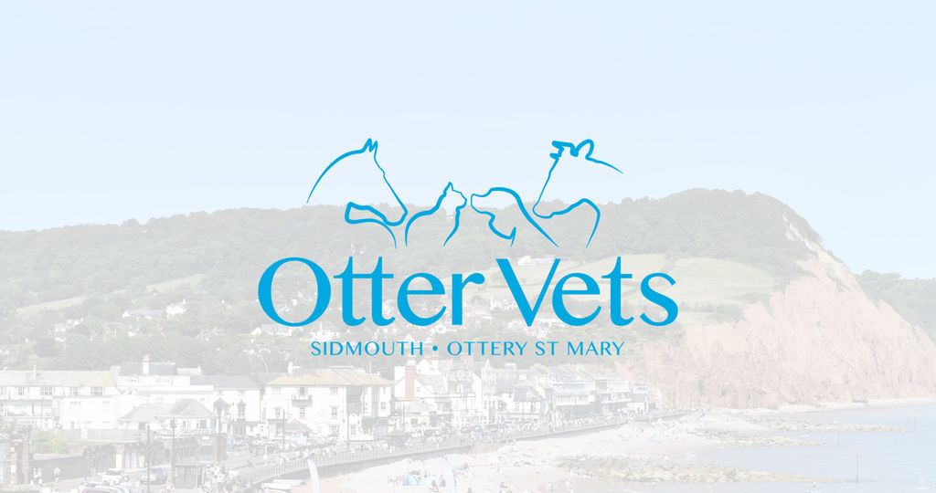 Otter Vets in Sidmouth & Ottery St Mary