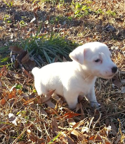 Hunt Terrier | United States | Meyers Hunt Terriers & Jack Russell's