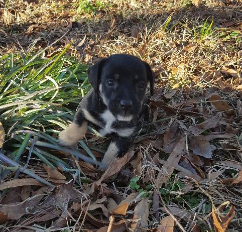 Hunt Terrier | United States | Meyers Hunt Terriers & Jack Russell's