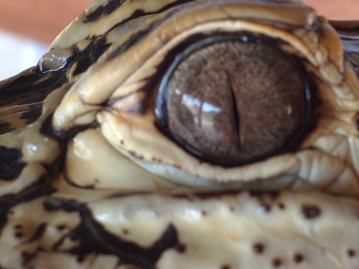 Gallery | everglades