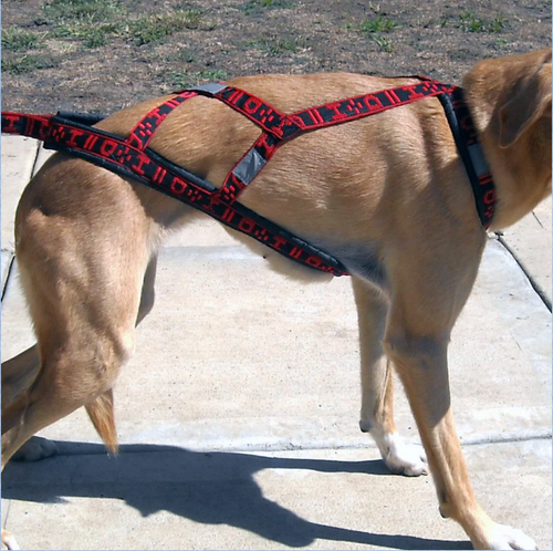 Light Weight Harness | Northbound Huskies
