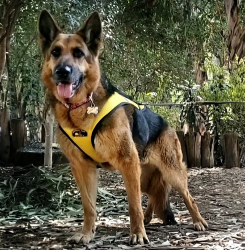 Tough Skin Ultra Harness | Northbound Huskies