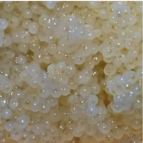 Catfish Eggs (Nene Ngunja) 100g | Ethnic Aisles