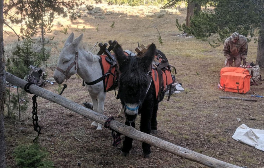 Burro Blog | New Mexico Pack Burros