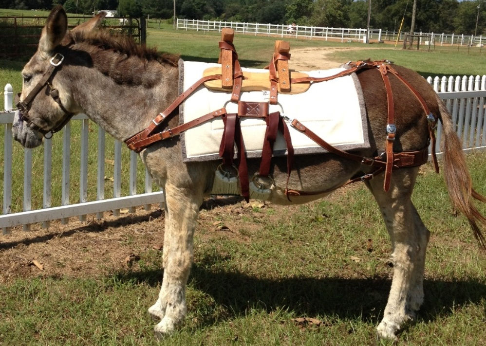 Where to find donkey (burro) pack saddles?