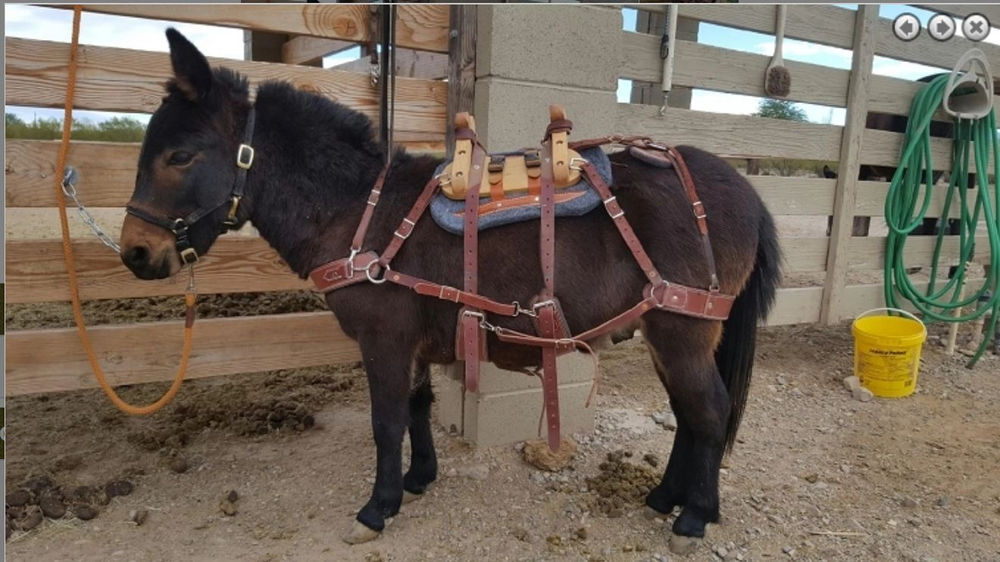 Where to find donkey (burro) pack saddles?