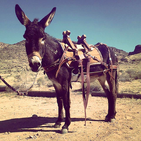 Where to find donkey (burro) pack saddles?