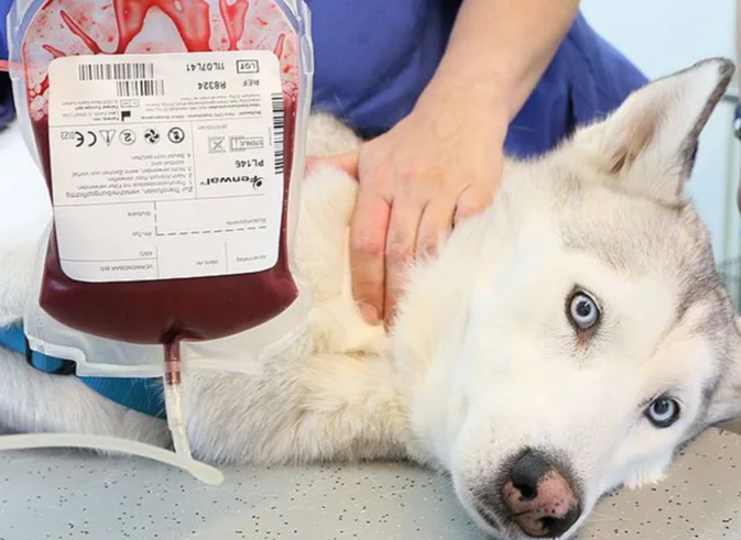 Blood Transfusion In Animal