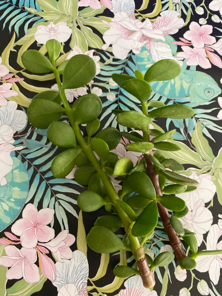 SPEK-tacular Spekboom