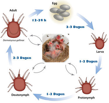 Daar komt de bloedluis!