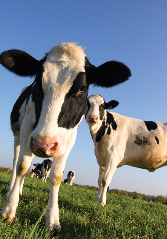 Wisconsin: The Dairy State?Second Opinion Magazine By Becky ...