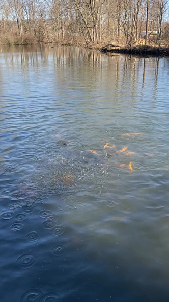 Trout Pond Park | Fishing