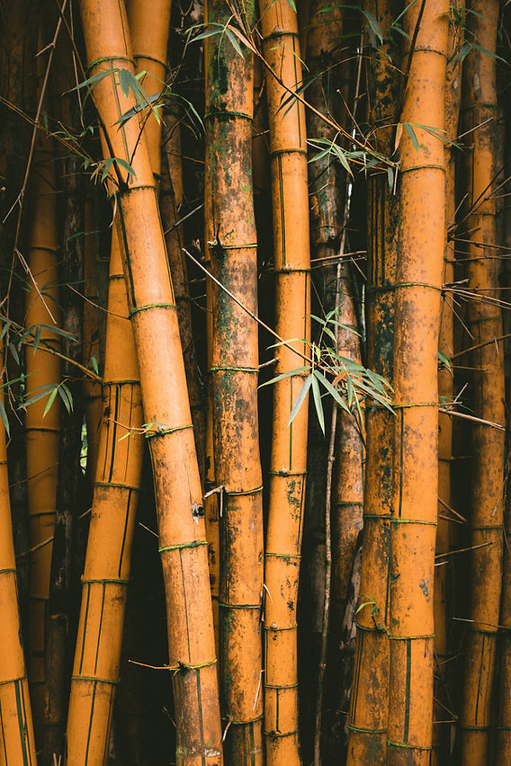 does bamboo have branches