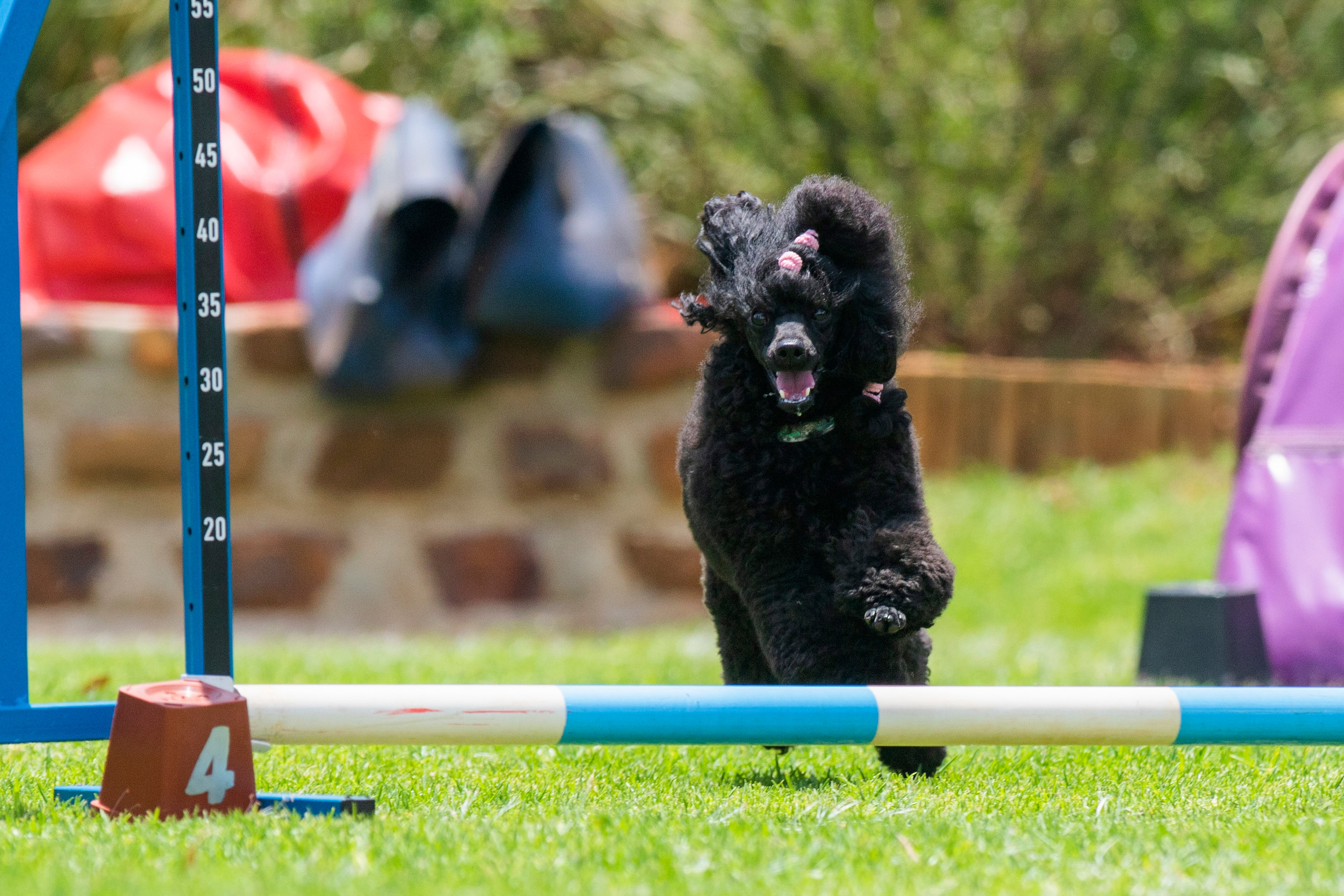 Intro To Agility | Furrytails