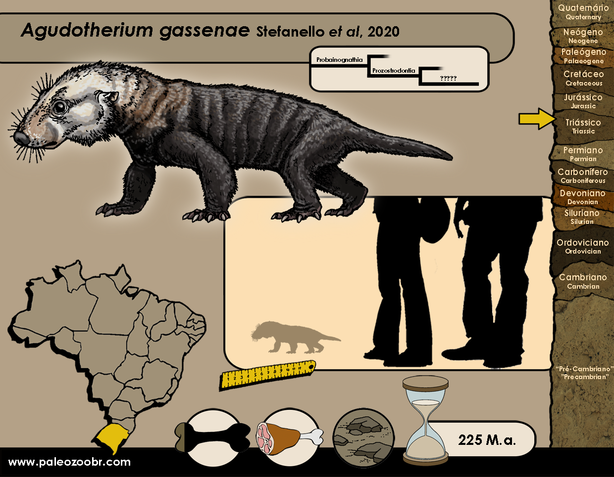 CINODONTES Cynodonts | paleozoobr