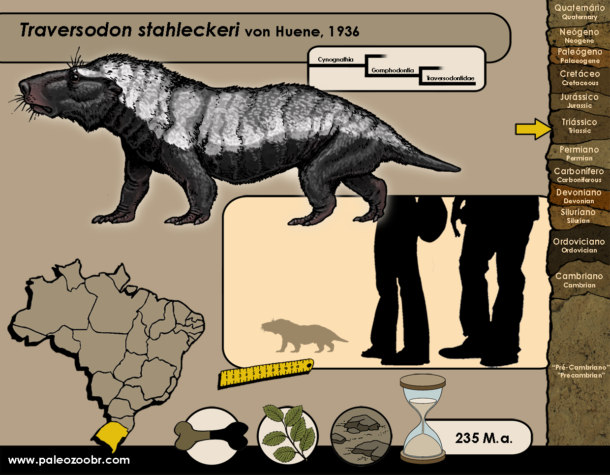 CINODONTES Cynodonts | paleozoobr