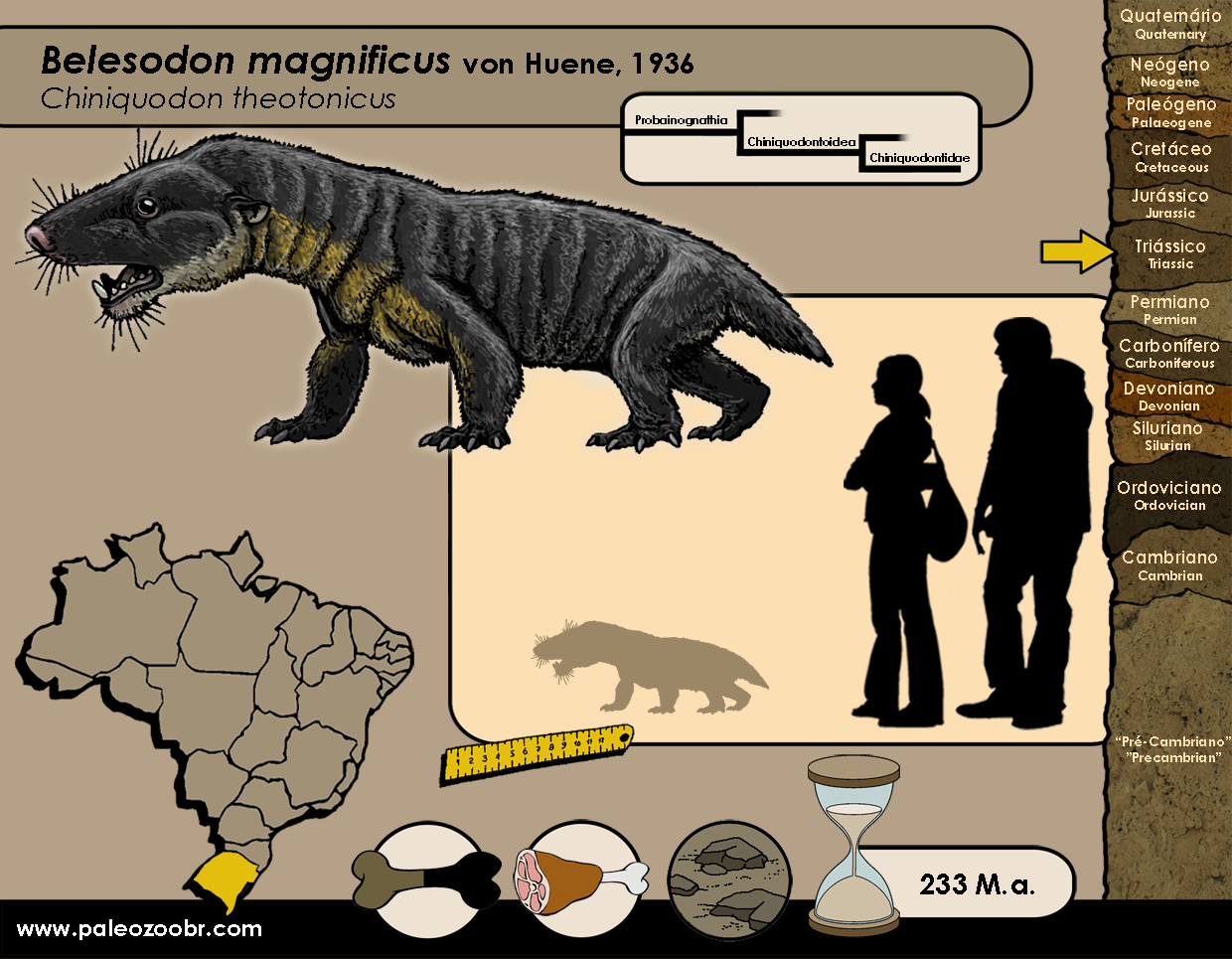 CINODONTES Cynodonts | paleozoobr