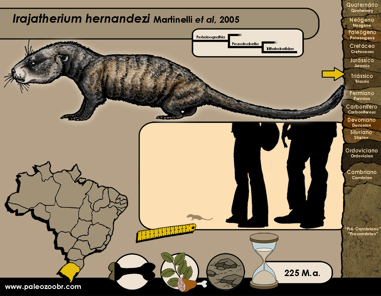 CINODONTES Cynodonts | paleozoobr