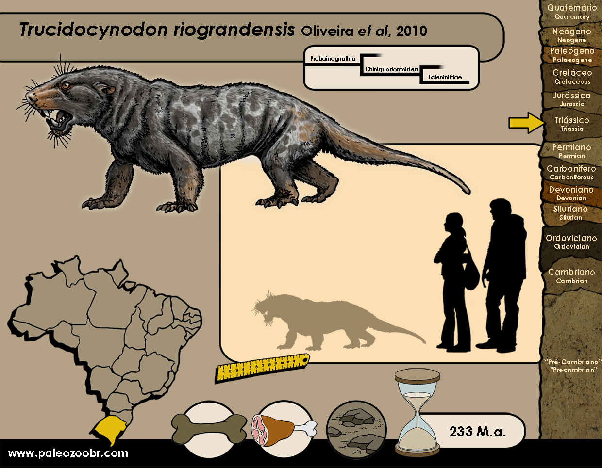 CINODONTES Cynodonts | paleozoobr