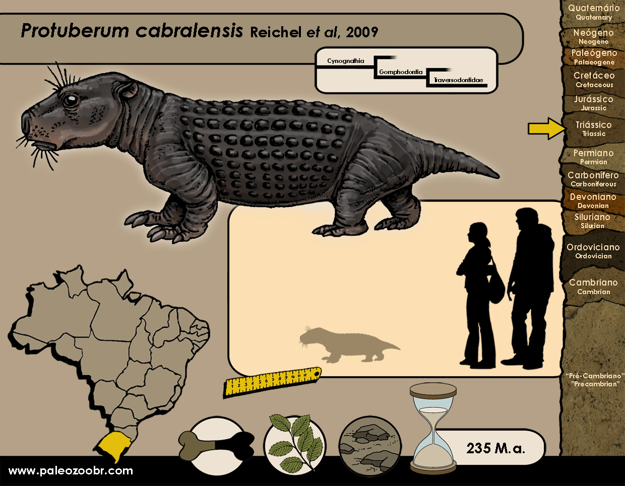 CINODONTES Cynodonts | paleozoobr