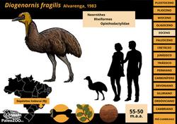 AVES Birds | paleozoobr