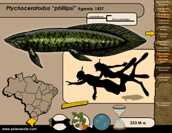 DIPNÓICOS Lungfishes | paleozoobr