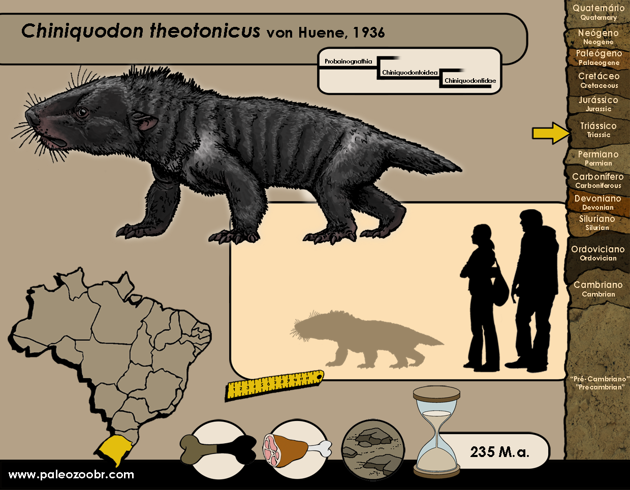 CINODONTES Cynodonts | paleozoobr
