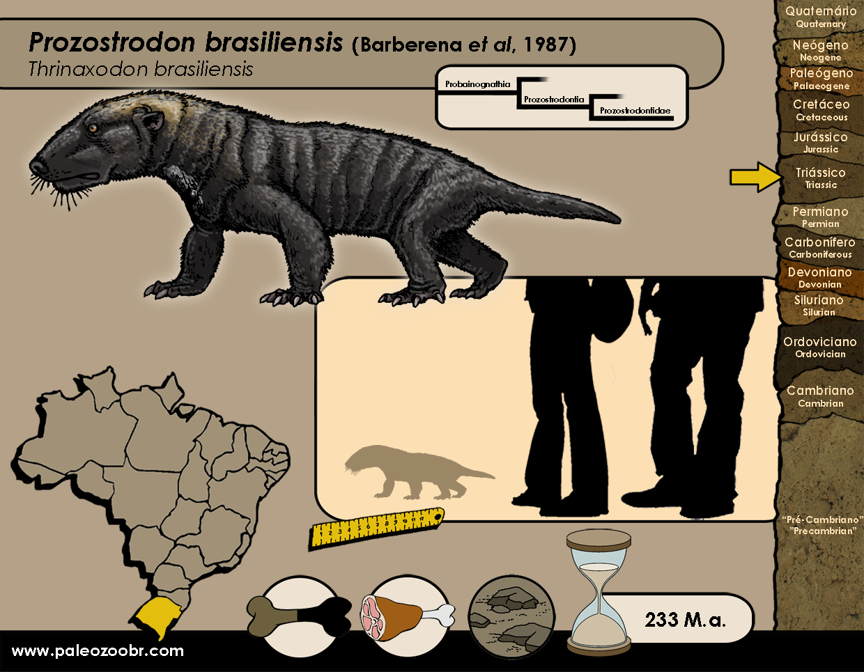 CINODONTES Cynodonts | paleozoobr
