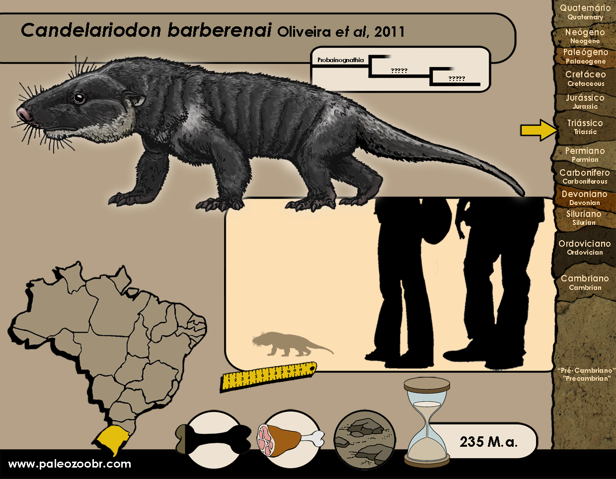 CINODONTES Cynodonts | paleozoobr