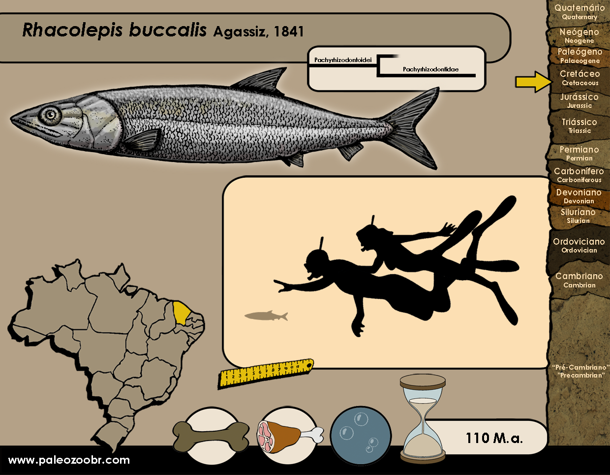 ELOPIFORMES Elopiforms | paleozoobr