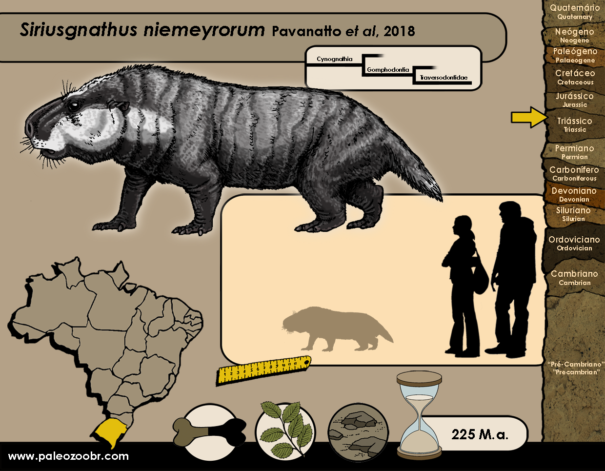 CINODONTES Cynodonts | paleozoobr