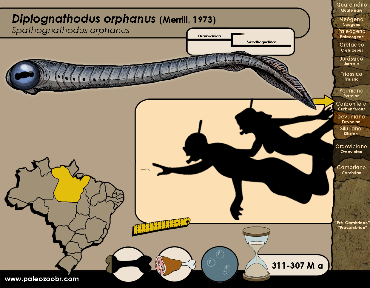 CONODONTES Conodonts | paleozoobr