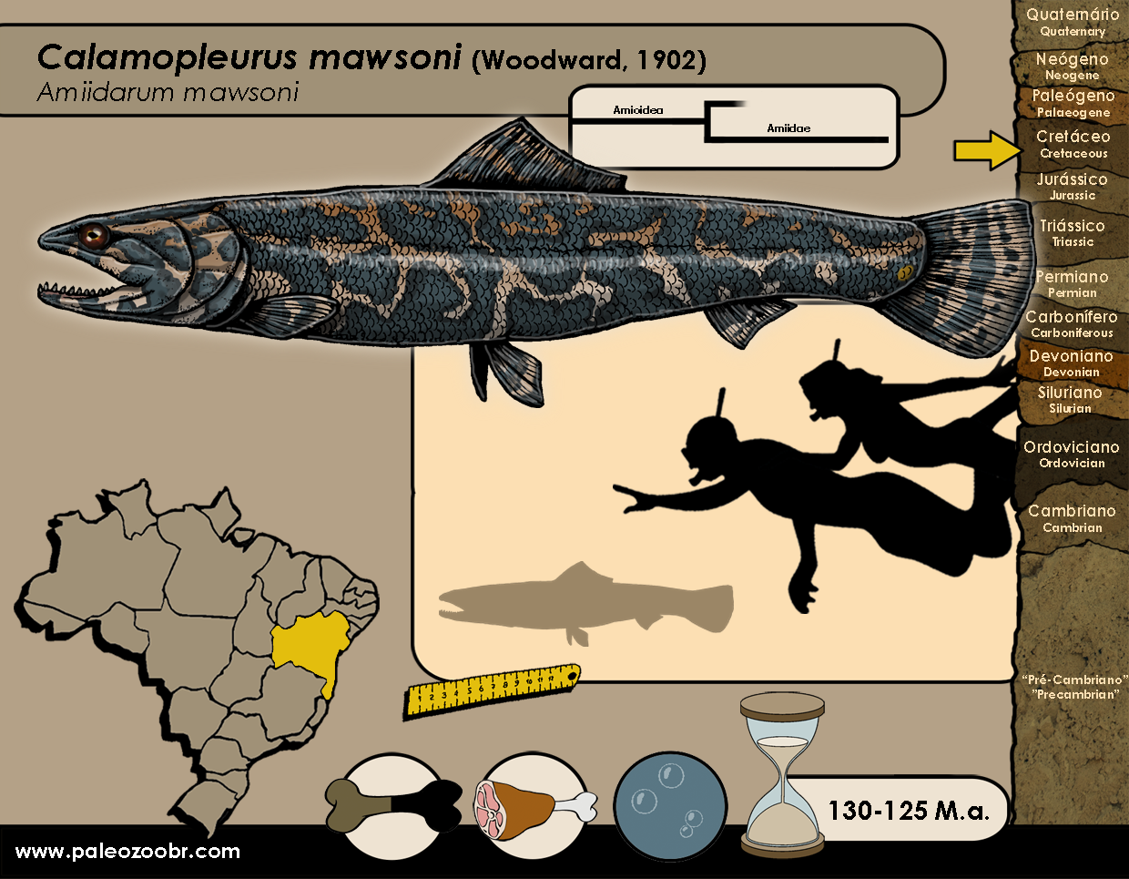 AMIIFORMES Amiiforms | paleozoobr