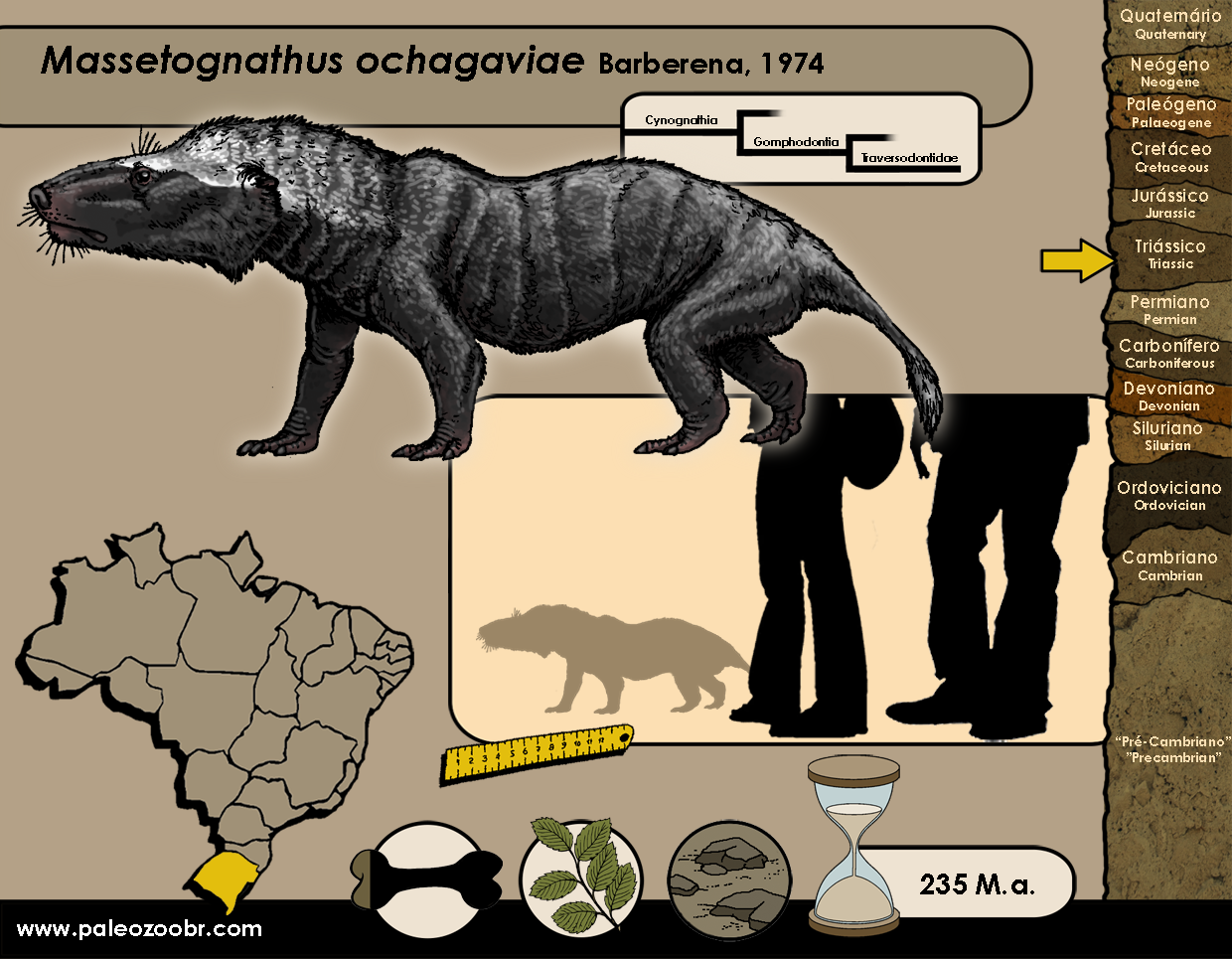 CINODONTES Cynodonts | paleozoobr