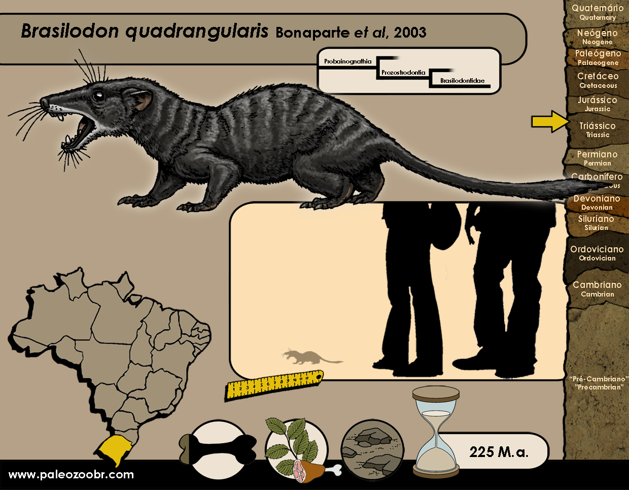 CINODONTES Cynodonts | paleozoobr