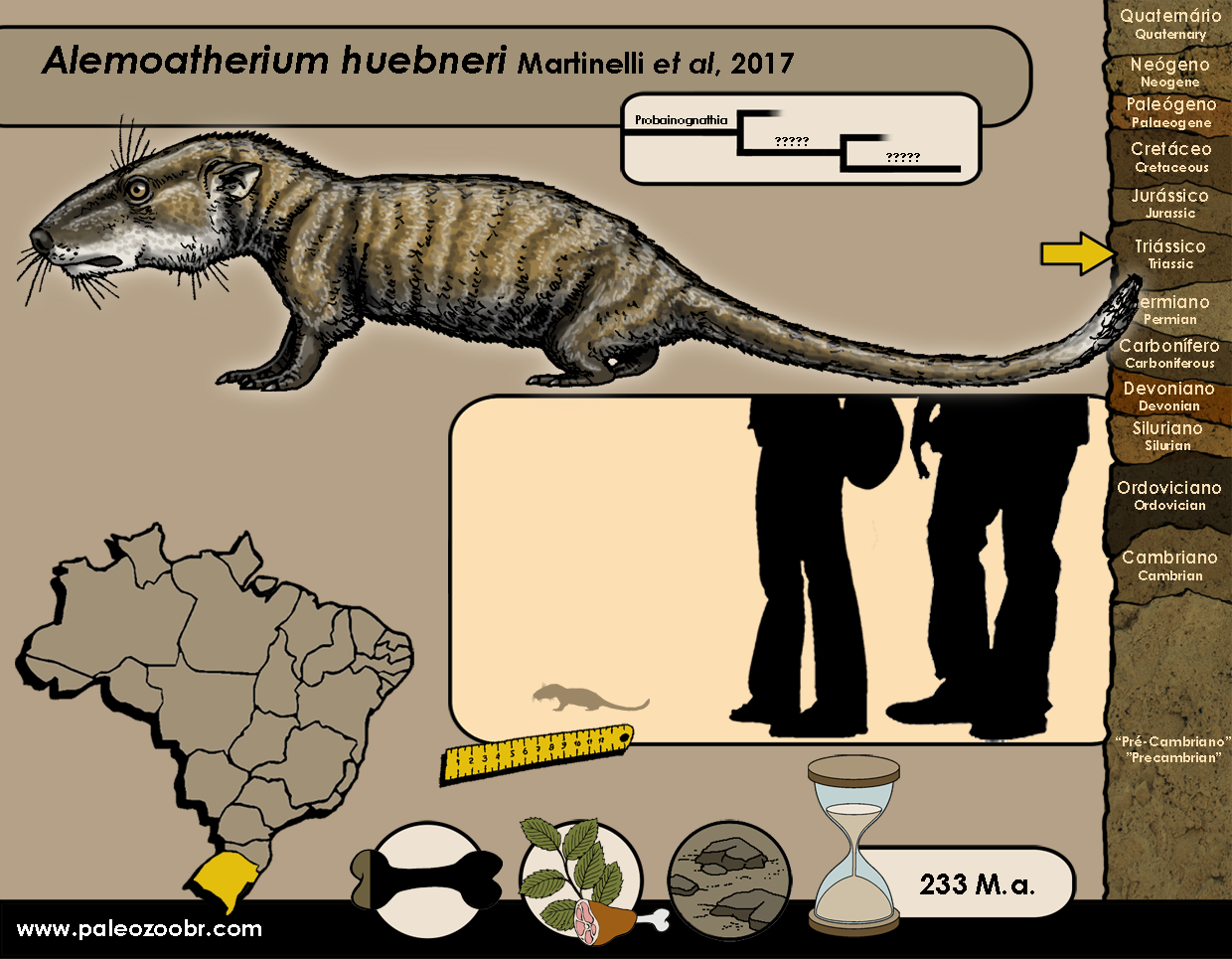 CINODONTES Cynodonts | paleozoobr