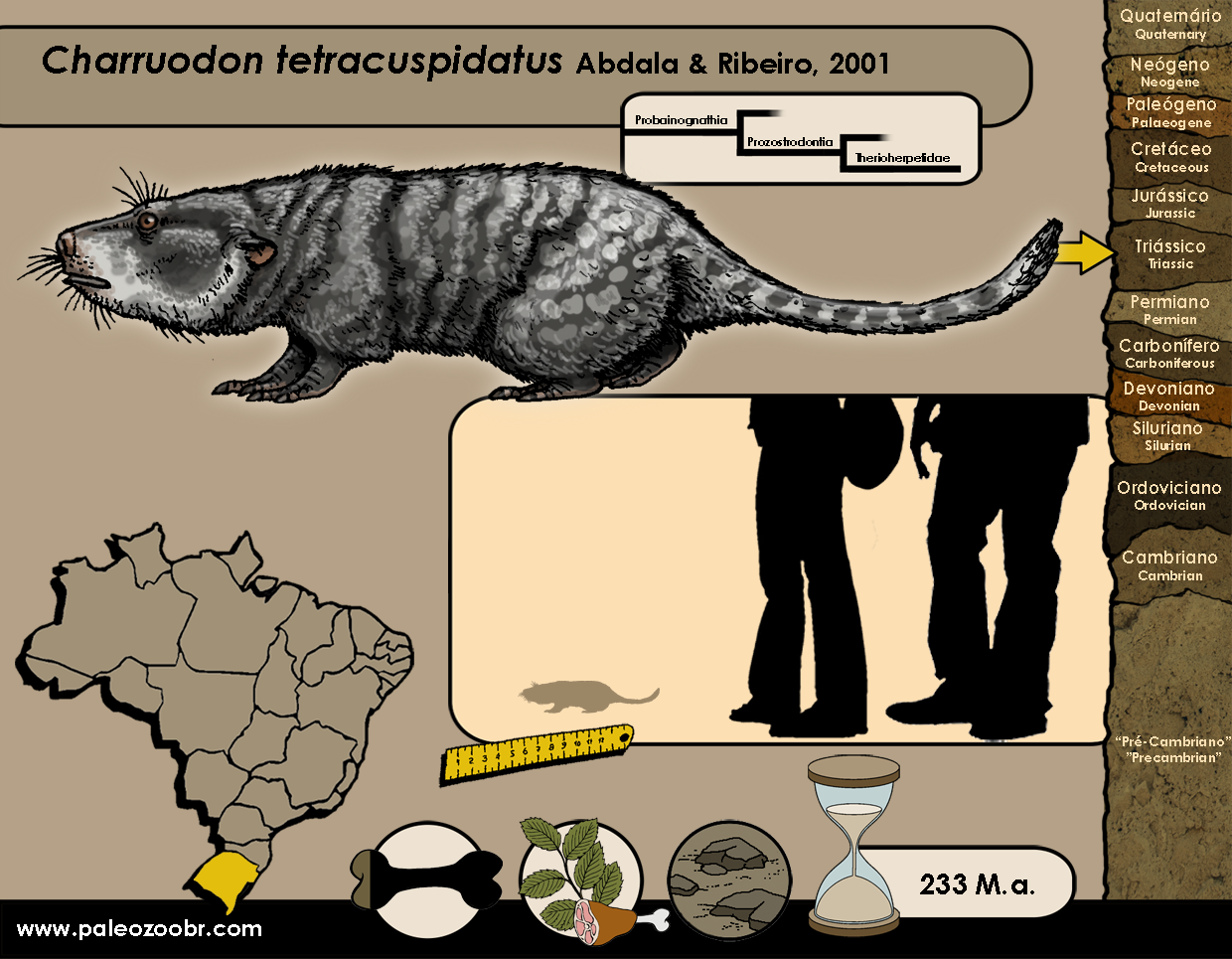 CINODONTES Cynodonts | paleozoobr