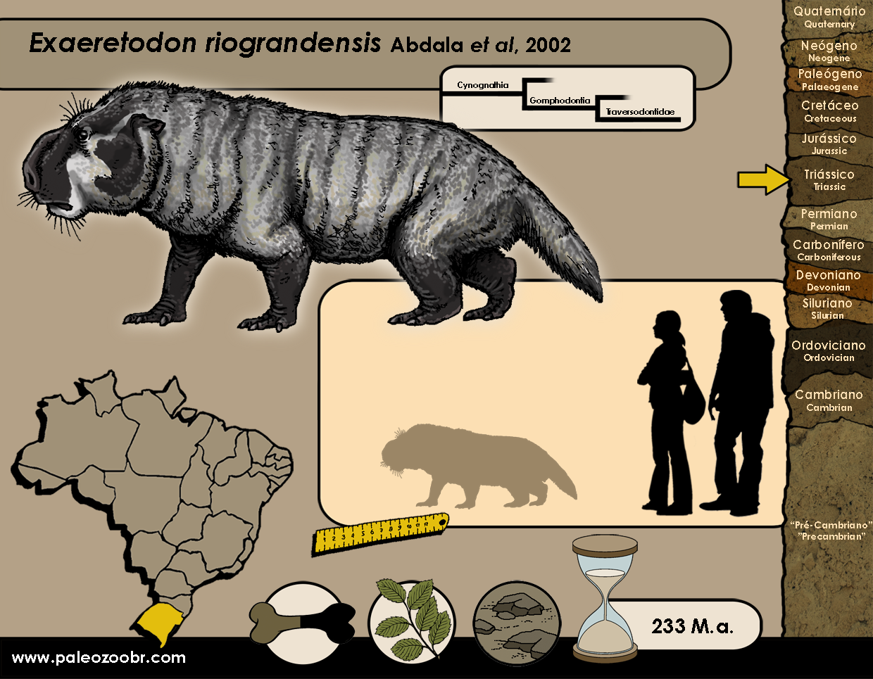 CINODONTES Cynodonts | paleozoobr