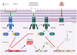 The function and evolution of two partner secretion systems in Ralstonia