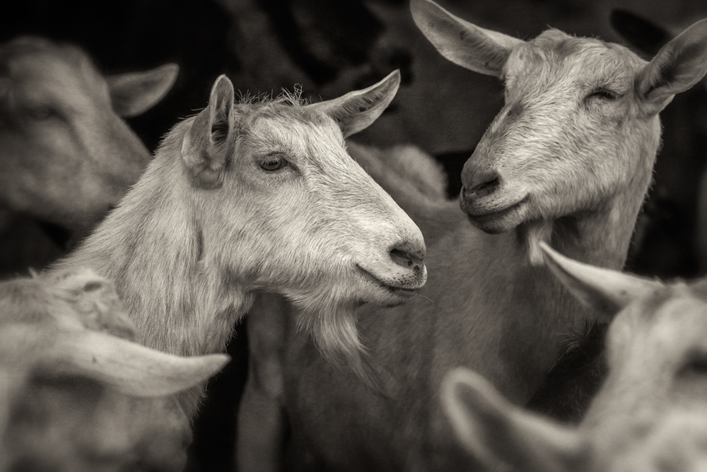 Partnerships | United States | Goat Lady Dairy | Climax, NC