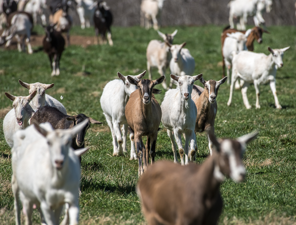 Partnerships | United States | Goat Lady Dairy | Climax, NC