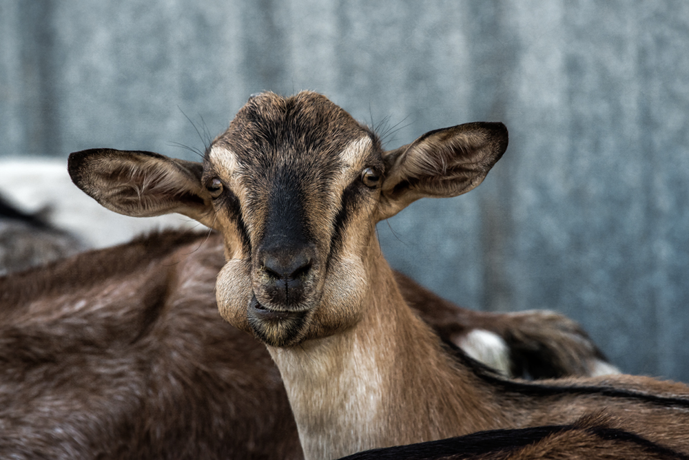 Partnerships | United States | Goat Lady Dairy | Climax, NC
