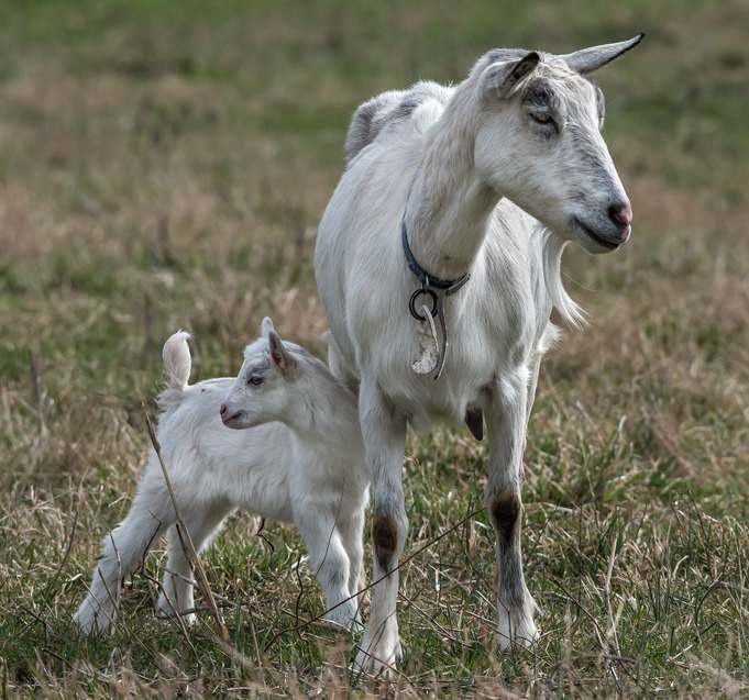 Partnerships | United States | Goat Lady Dairy | Climax, NC