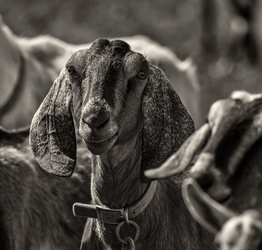 Partnerships | United States | Goat Lady Dairy | Climax, NC