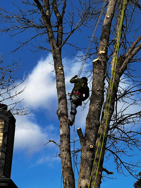 Lewisville Tree Removal / clean-edge-trees / Tree Cutting Service Near Me